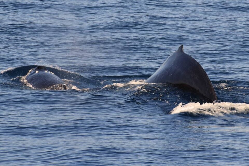 Icy Strait Point Whale Watching: Insider Tips For An Epic Adventure ...