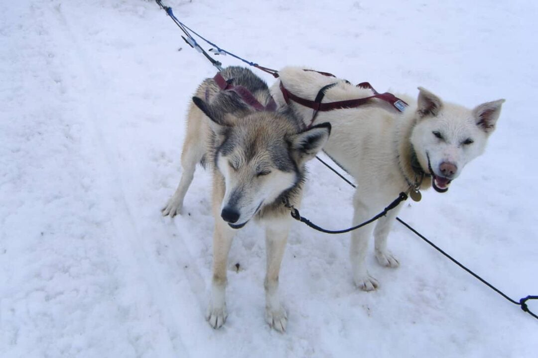 How To Spend A Day In Juneau, Alaska, 10 Top Activities - Alaska Trippers