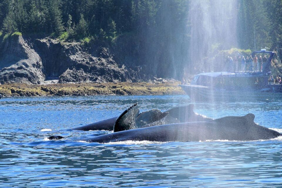 Juneau Whale Watching Guide: Spotting Majestic Giants Up Close - Alaska ...