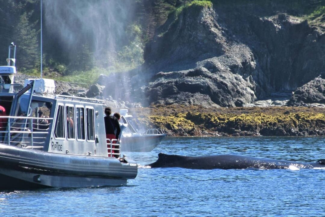 Whale Watching In Alaska: 6 Epic Places For Viewing - Alaska Trippers