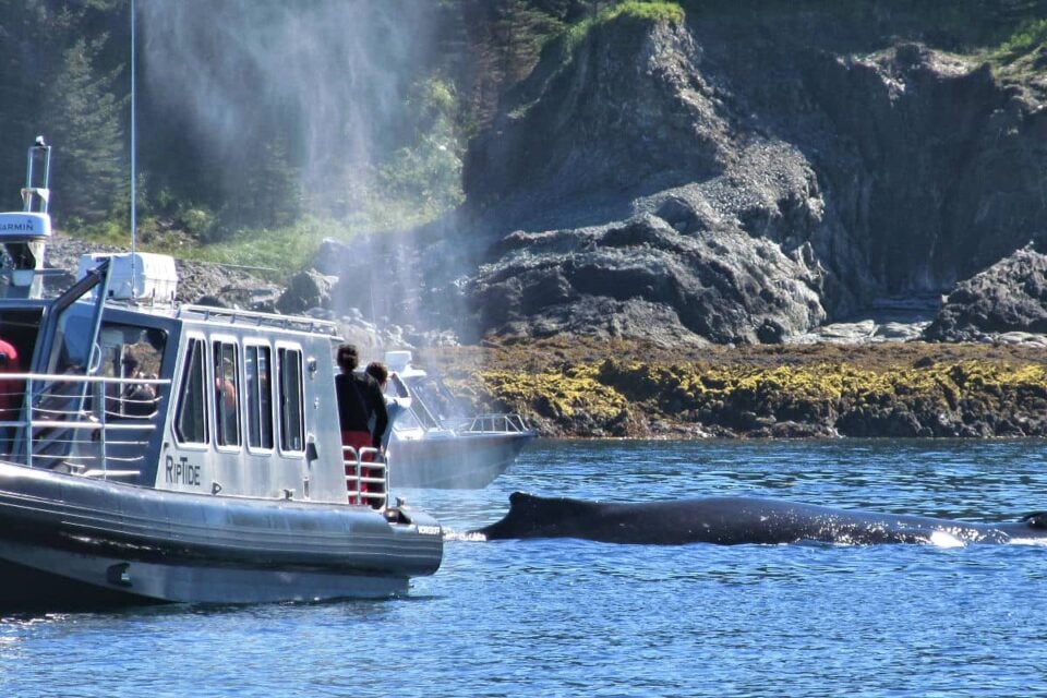 Whale Watching In Alaska: 6 Epic Places For Viewing - Alaska Trippers