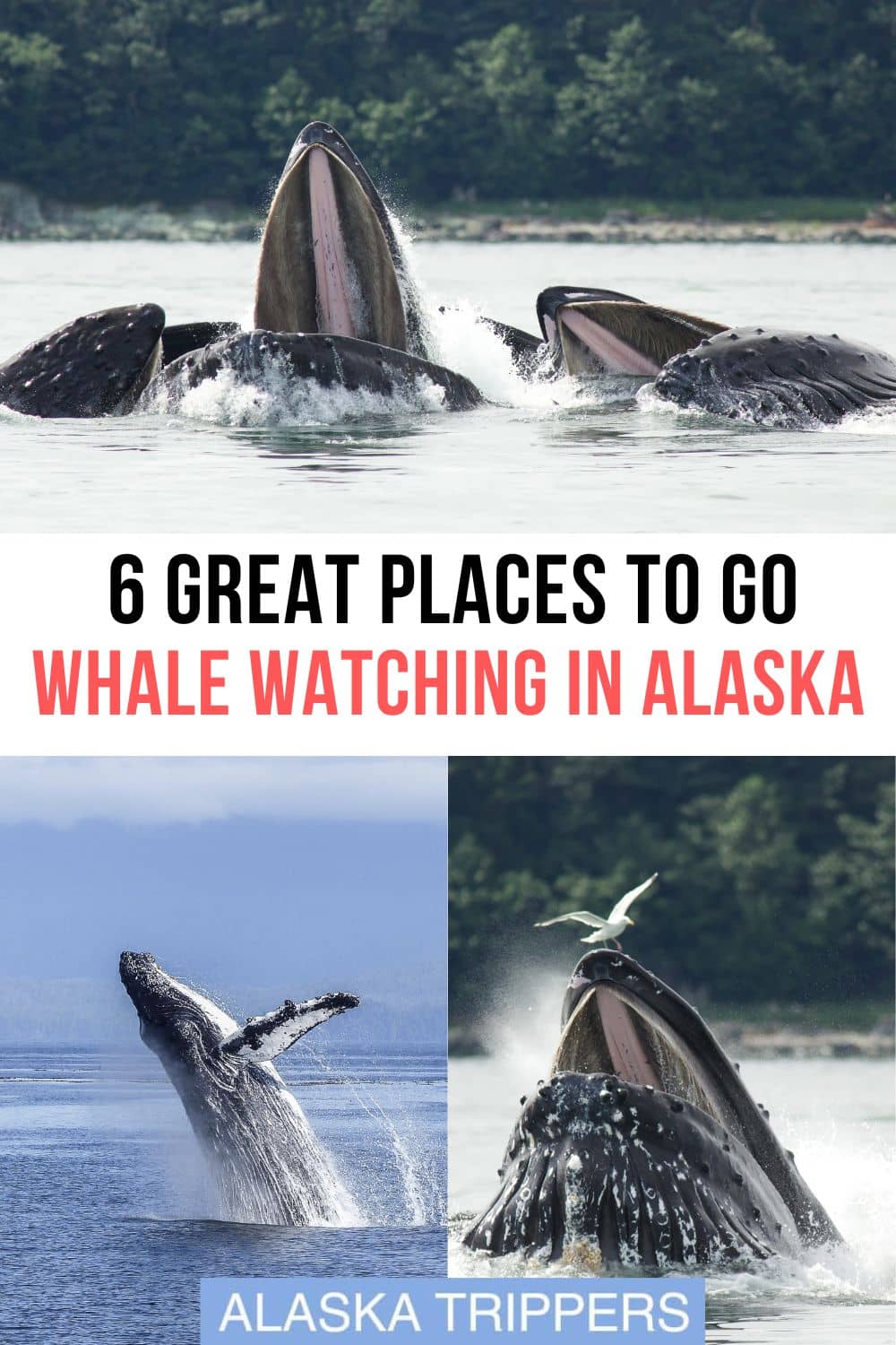 Whale Watching In Alaska: 6 Epic Places For Viewing - Alaska Trippers