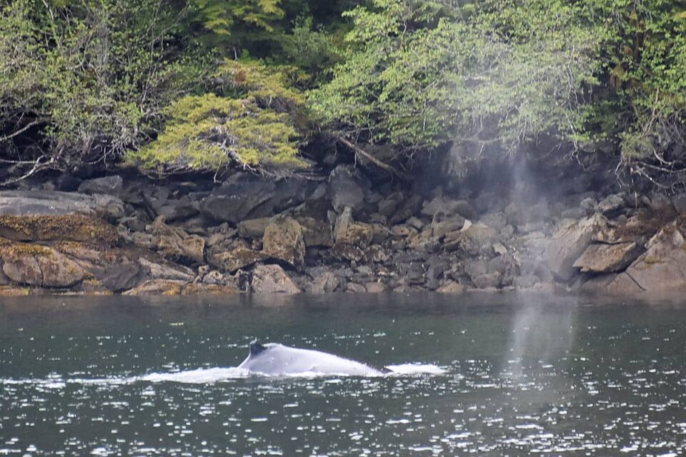 Whale Watching In Alaska: 6 Epic Places For Viewing - Alaska Trippers