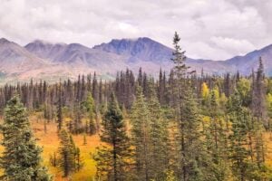 Best Time To Visit Denali National Park: A Seasonal Guide - Alaska Trippers