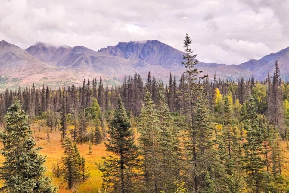 Best Time To Visit Denali National Park: A Seasonal Guide - Alaska Trippers