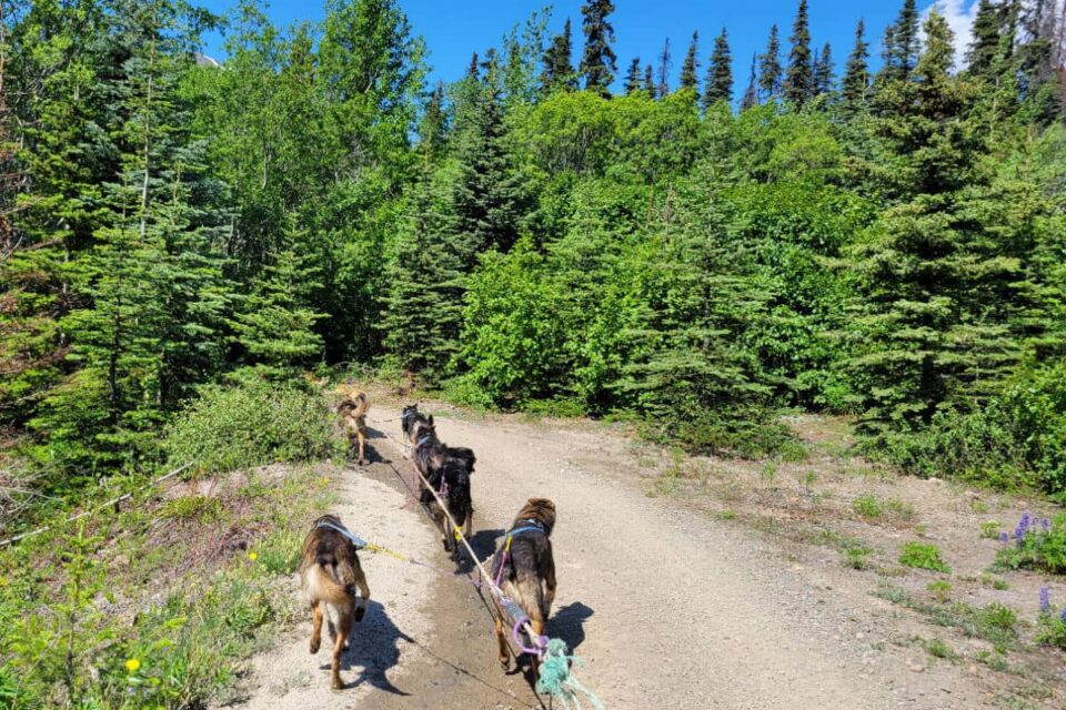 Discover Talkeetna: 15 Unique Experiences You’ll Love - Alaska Trippers