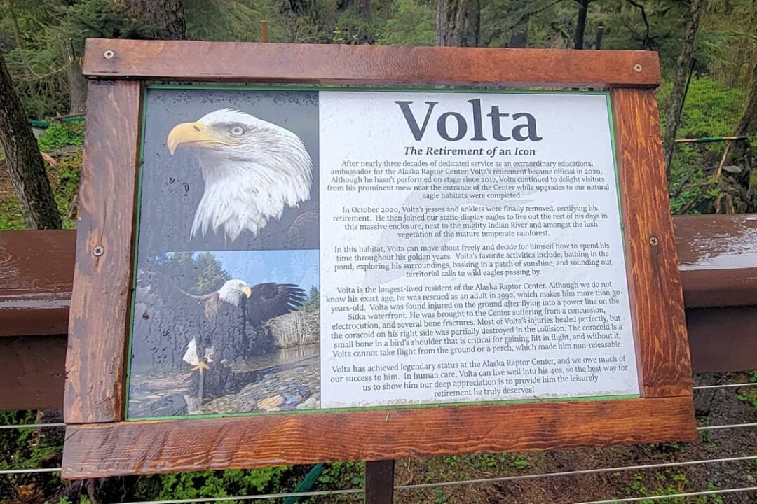Curious About Raptors? Visit Alaska Raptor Center In Sitka! - Alaska ...