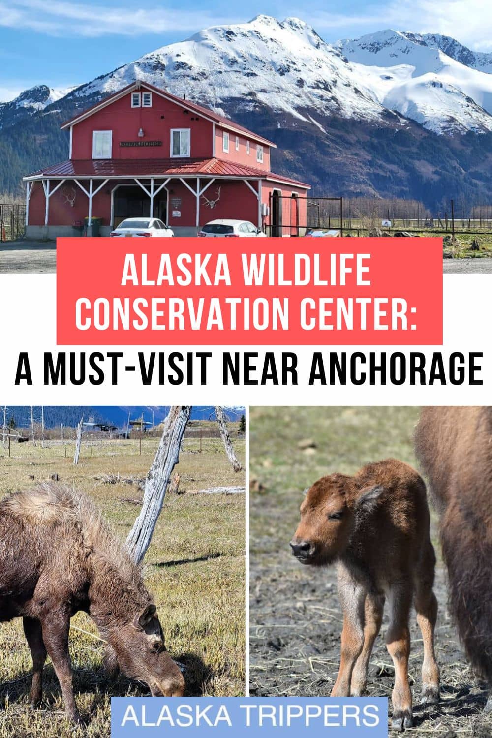 Alaska Wildlife Conservation Center: A Must-Visit Near Anchorage ...
